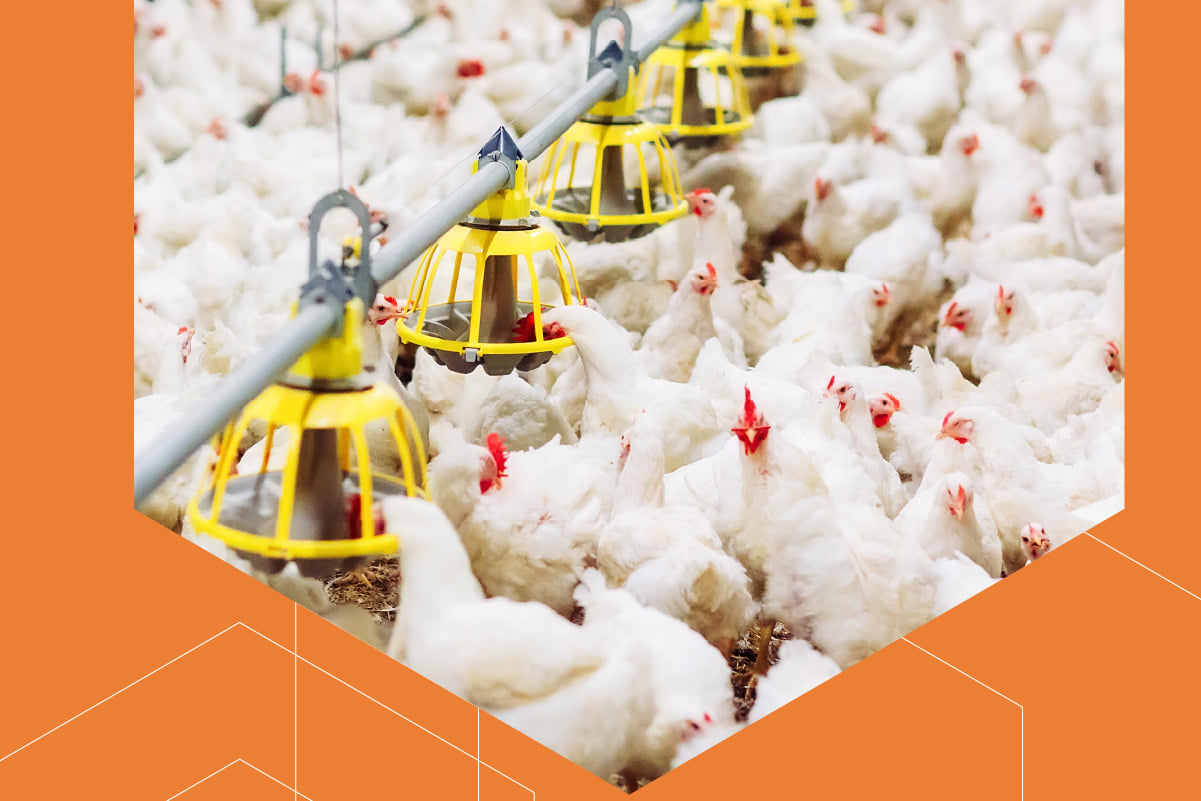 Poultry software for Hatchery Management with SAP Add-on - LogicalDNA