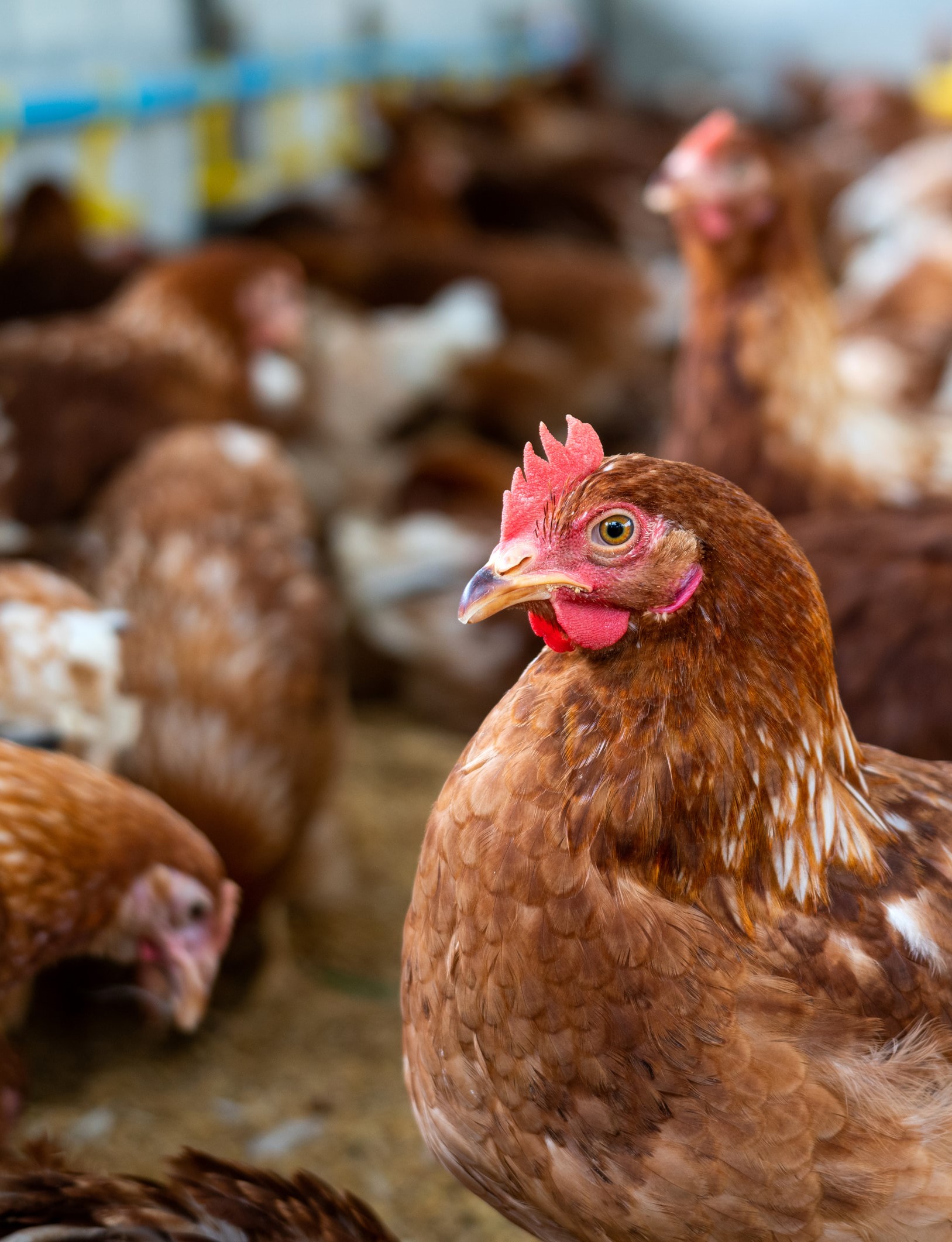 Contract Broiler Farming - LogicalDNA