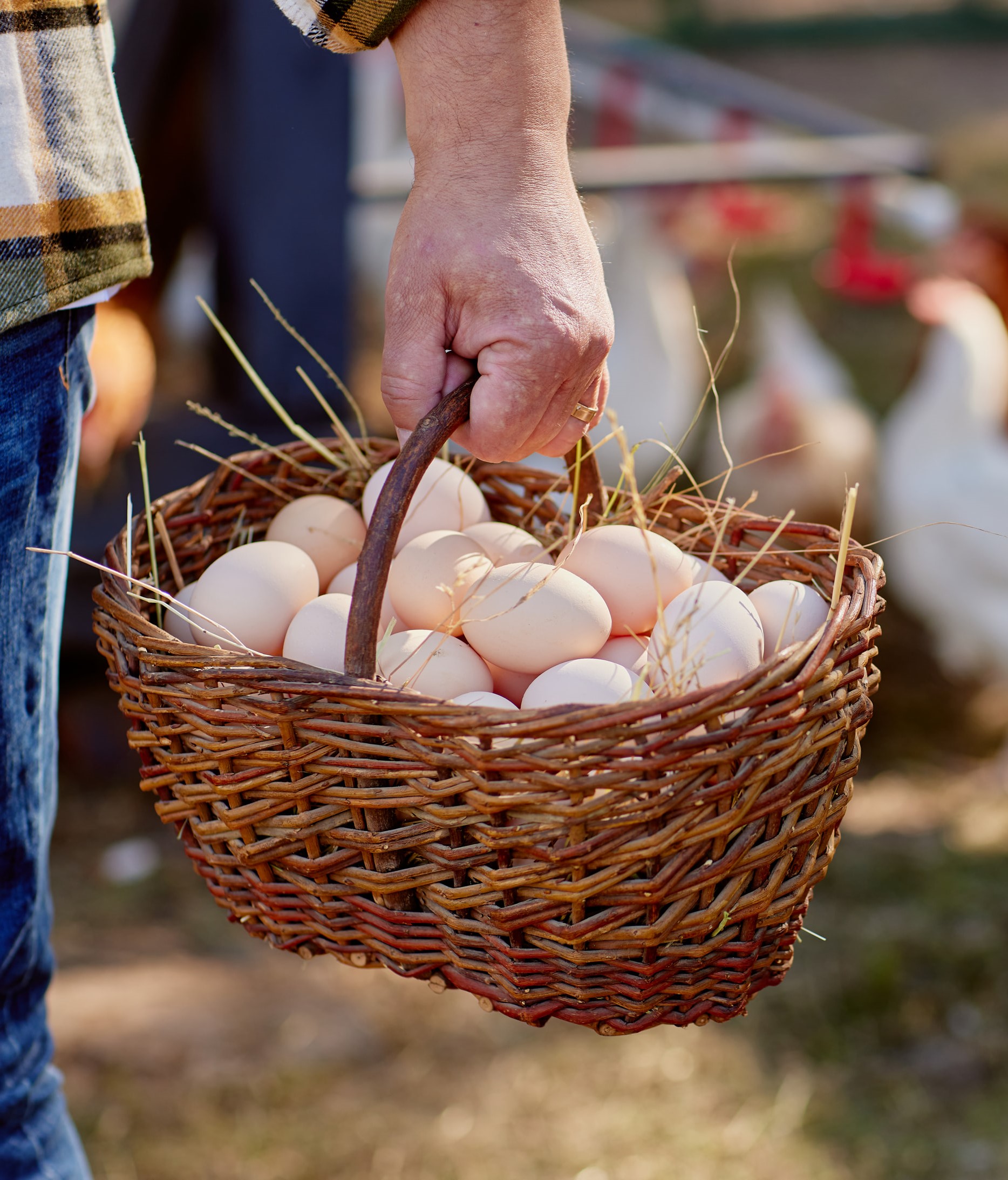 Hatchery Management - LogicalDNA